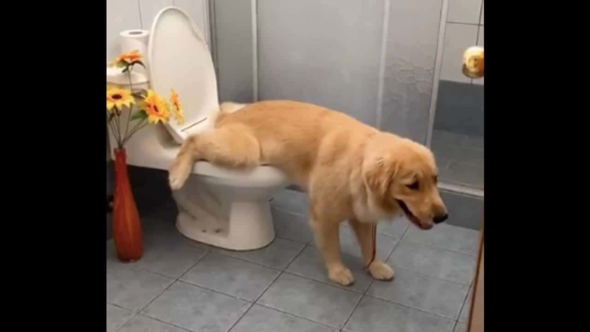 Perrito aprende a orinar en el baño y se vuelve viral